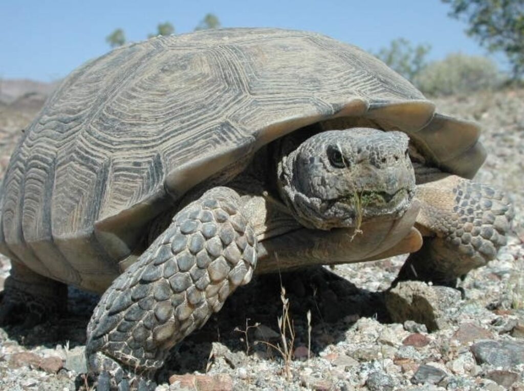 Endangered Animals of the Monument: Randall Henderson Interpretative ...